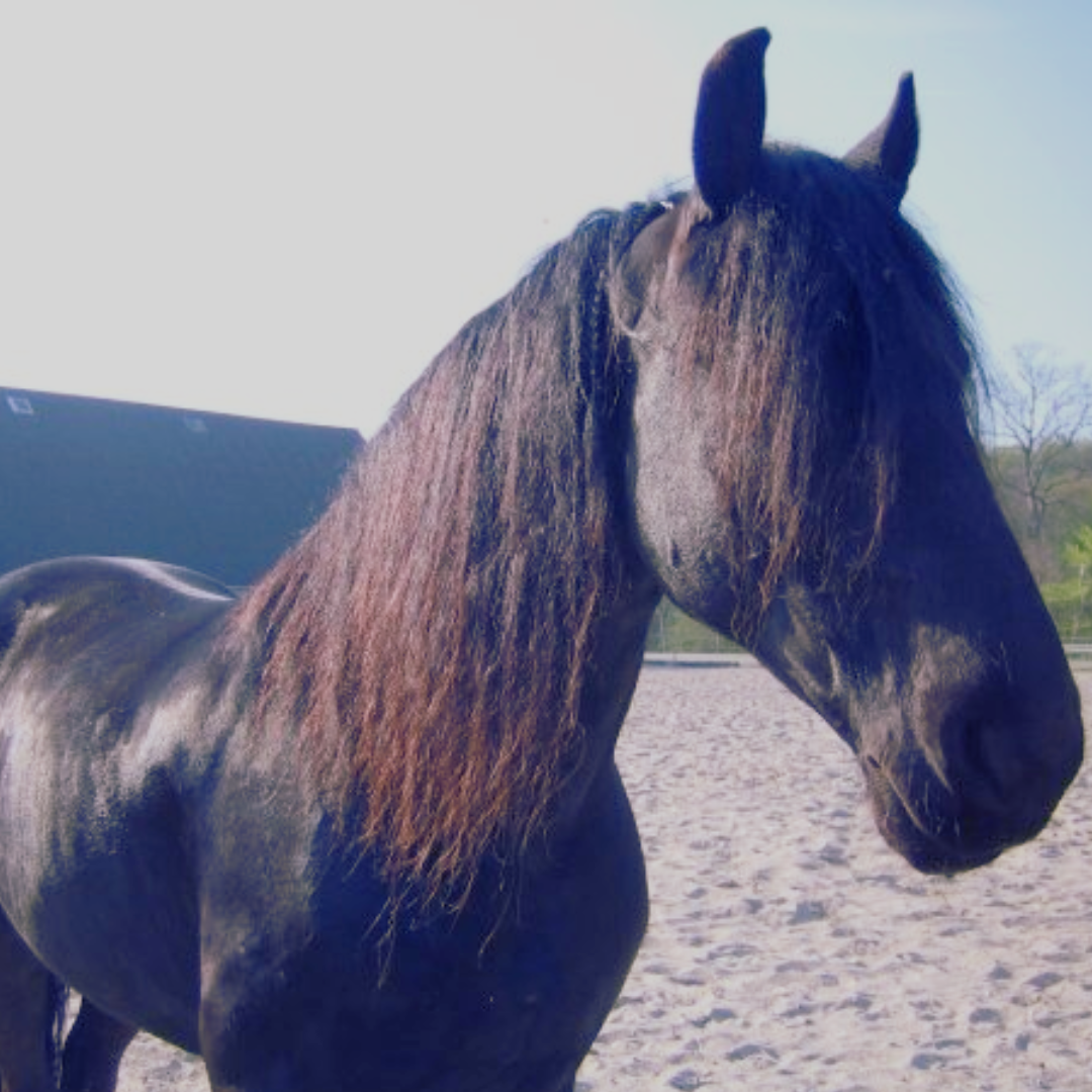 Forside Webshop - Hestevognskørsel samt Skandinaviens største udvalg af ...